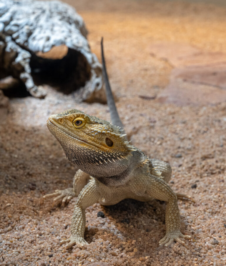 Lab Diet & Exotic Animal Feed Solutions from Munson Lakes Nutrition